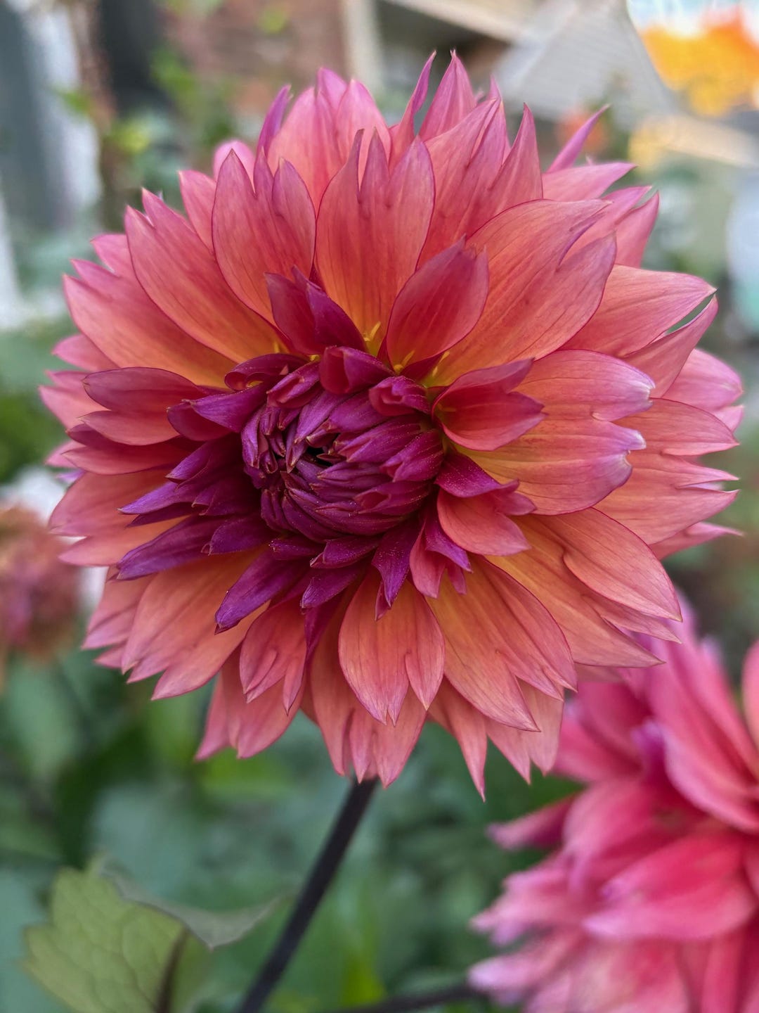 Sonic Bloom - Dahlia Tuber - Etsy