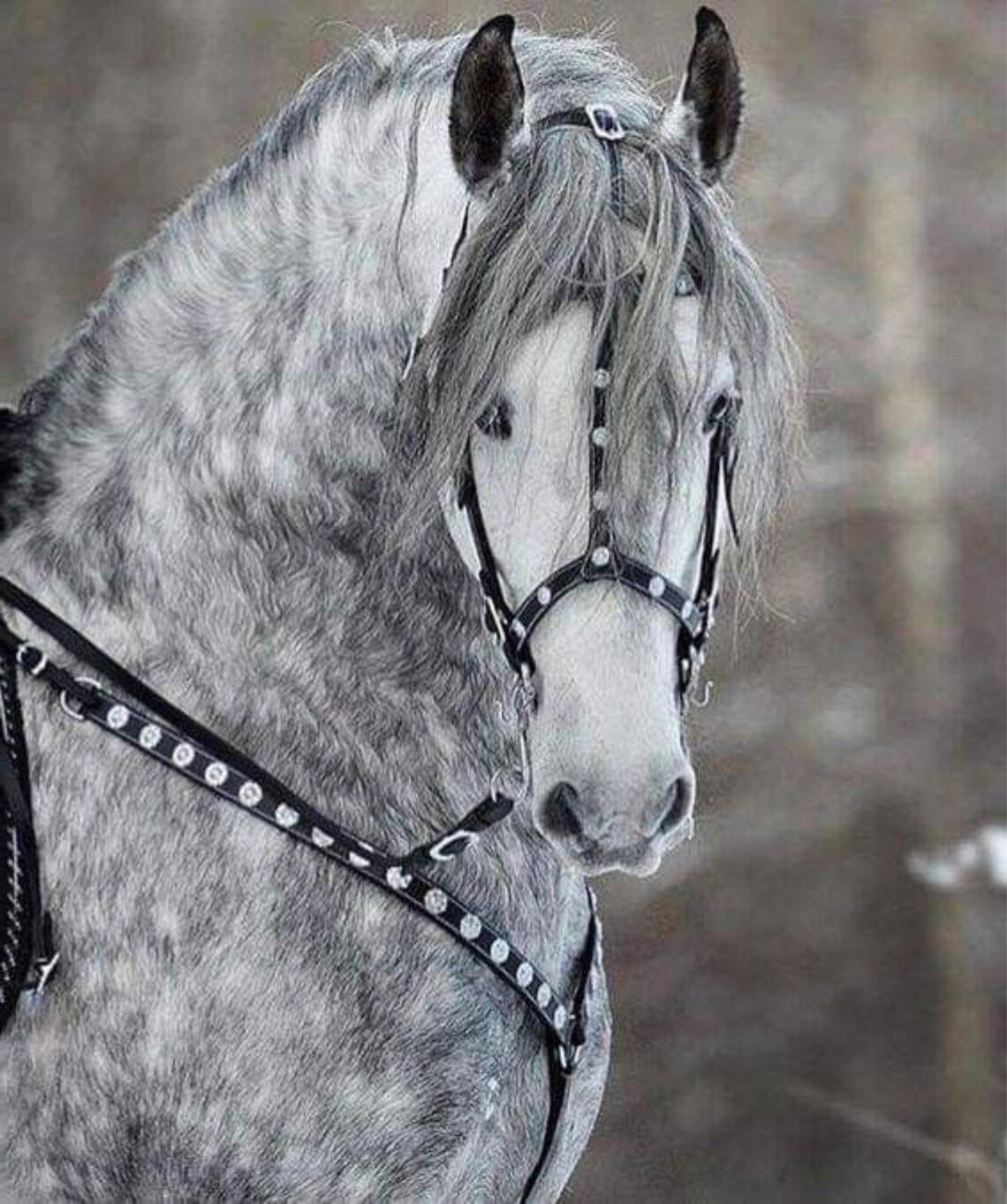 Handmade Fancy Horse Bridle in Vintage Style With Free Reins & Breast ...