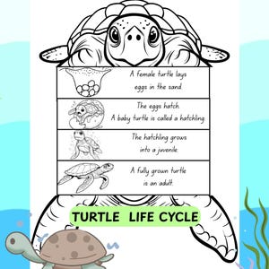 Foldable Turtle Life Cycle Activity, Kids Learning Activity, A4 and ...