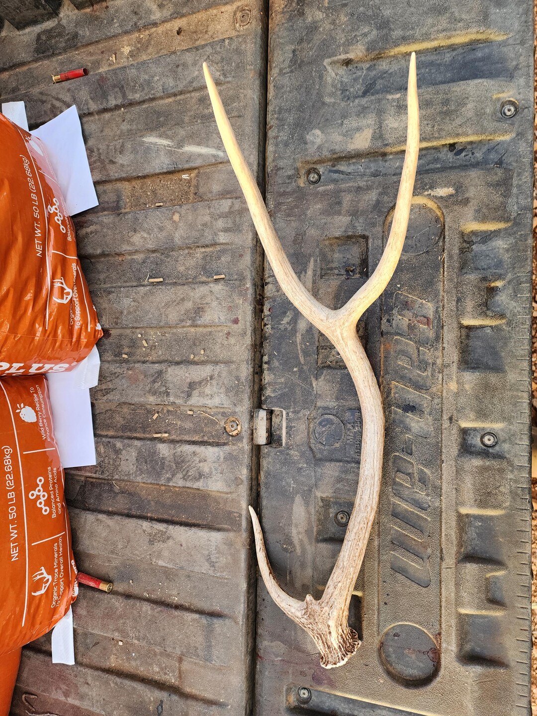 Axis Deer Antler - Etsy