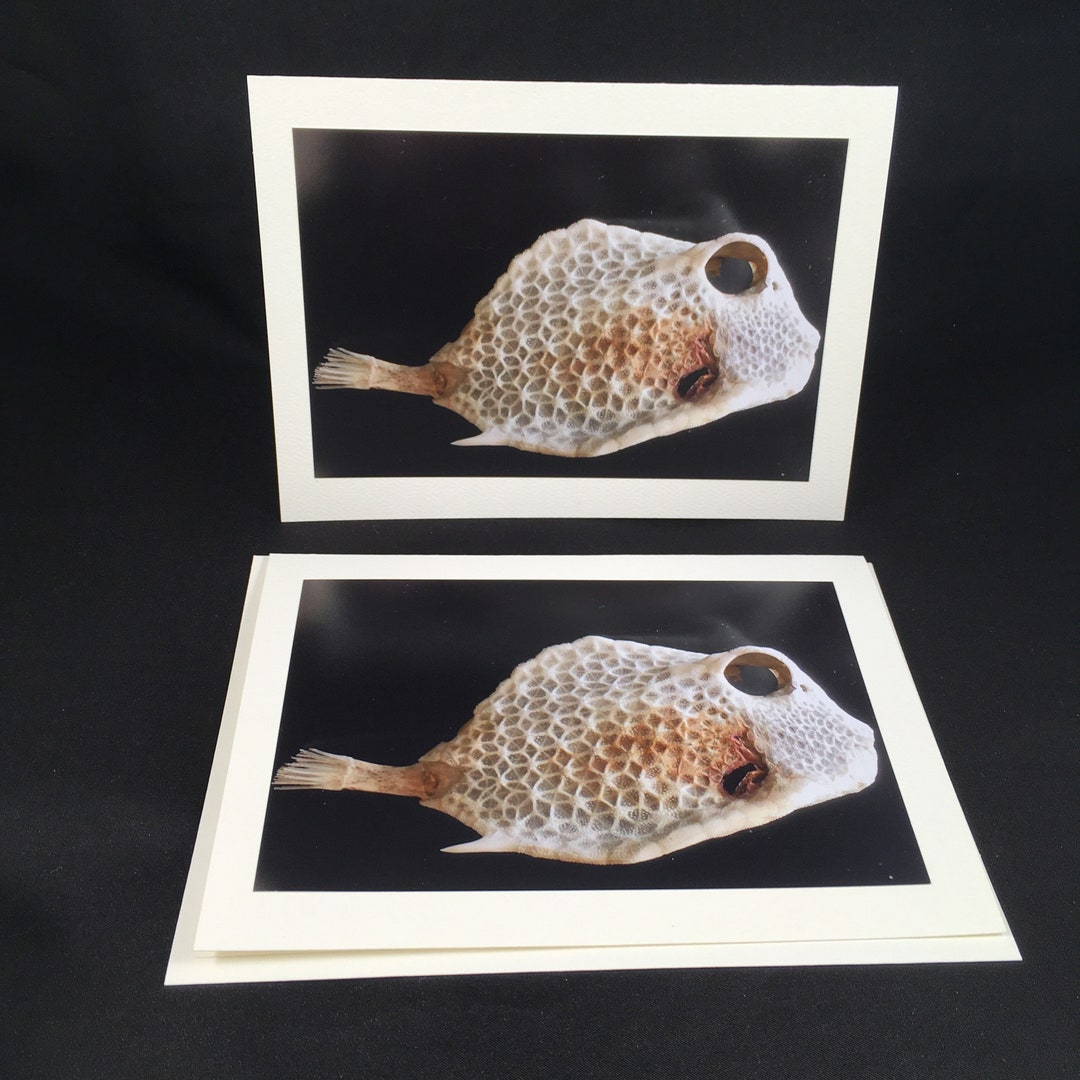 Boxfish Ostraciidae Skeleton Card From My Original Photo, 5"x7" Folded ...