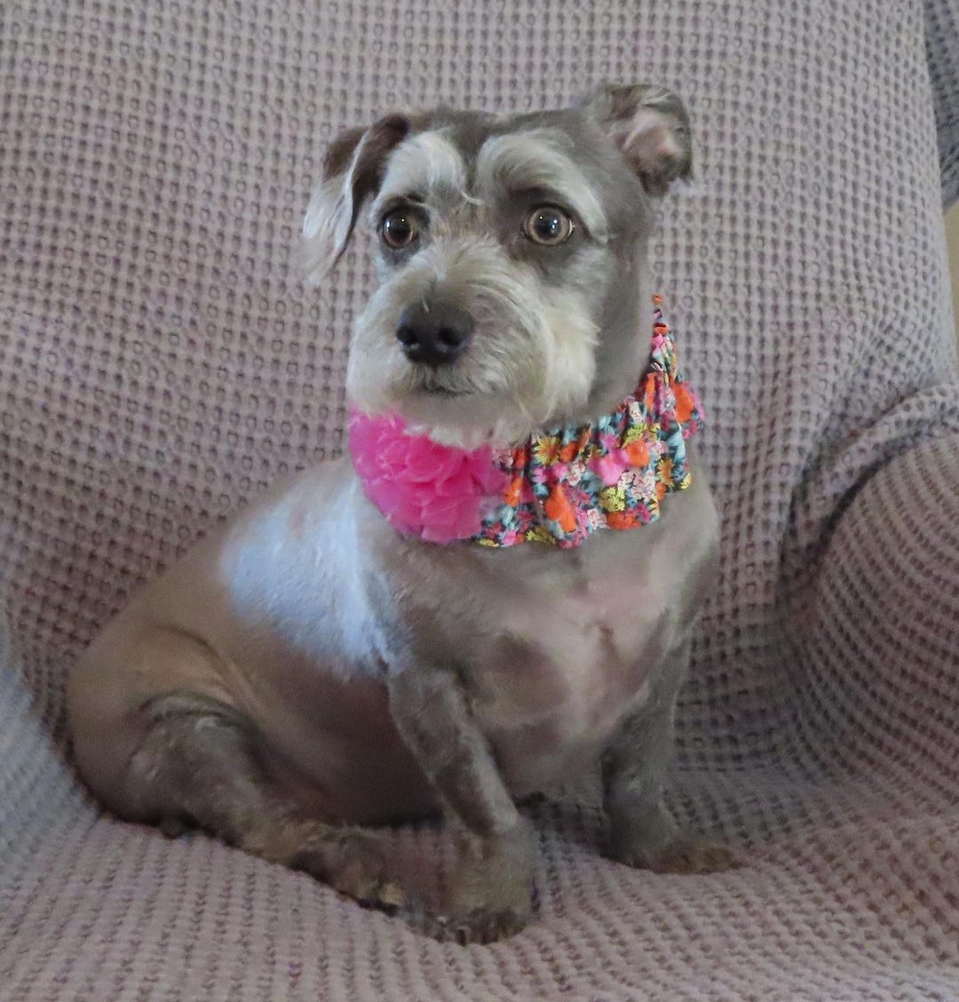 Dog Ruffle Collar, Budding Blooms Dog Scrunchie Collar With Pink ...