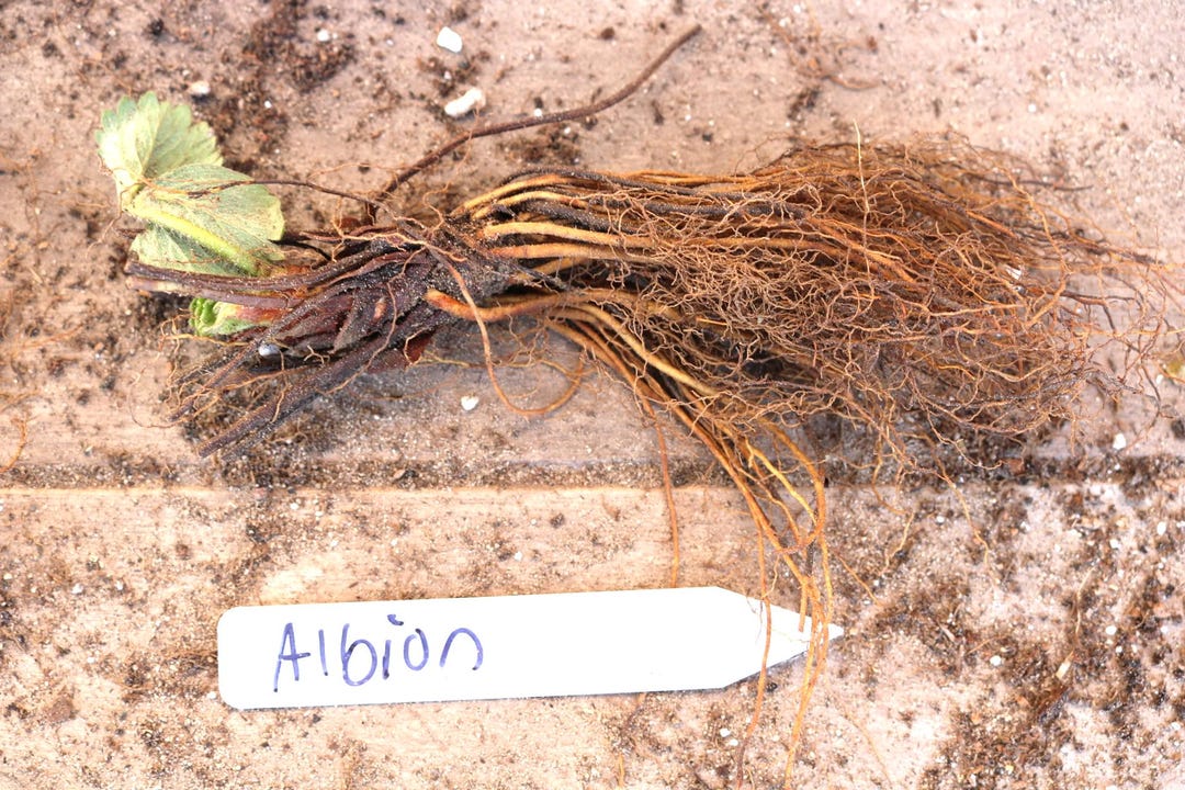 Bareroot Albion Strawberry Plants - Etsy