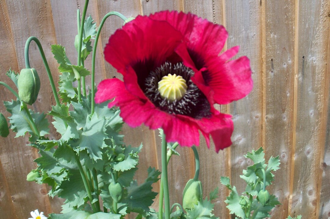 Stunning Pepperbox Poppy Seeds Papaver Somniferum Gorgeous Huge Pink ...