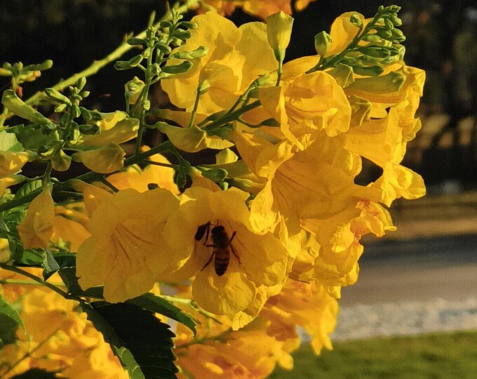 Tecoma X Orange Jubilee 'tecoma Alata' Seeds Flaming Bells, Orange ...