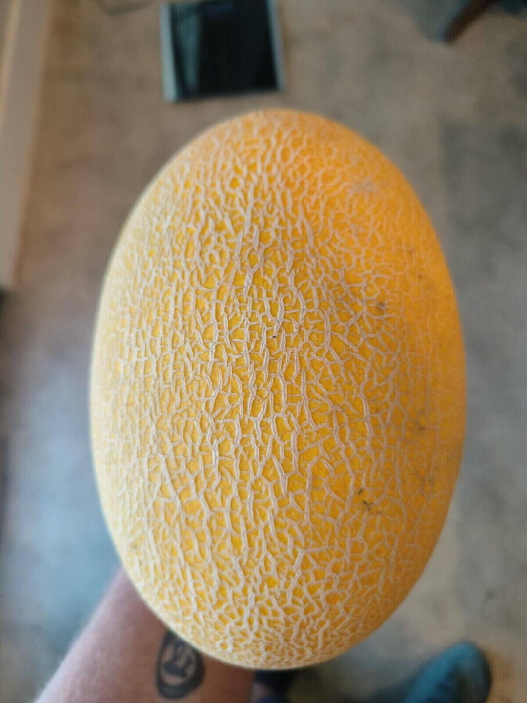 Gold Hami Melon Seeds Crunchy, Extra Sweet, Refreshing and Super Juicy ...