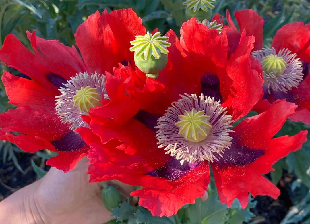 Giant Red Breadseed Poppy papaver Somniferum Massive Scarlet Red Blooms ...