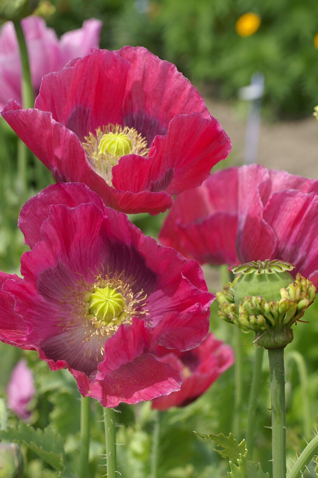 660 Hens and Chicks Papaver Somniferum Poppy Seeds Unique Pods W/pink ...