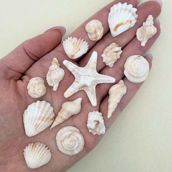 Edible Sea Shells - Etsy