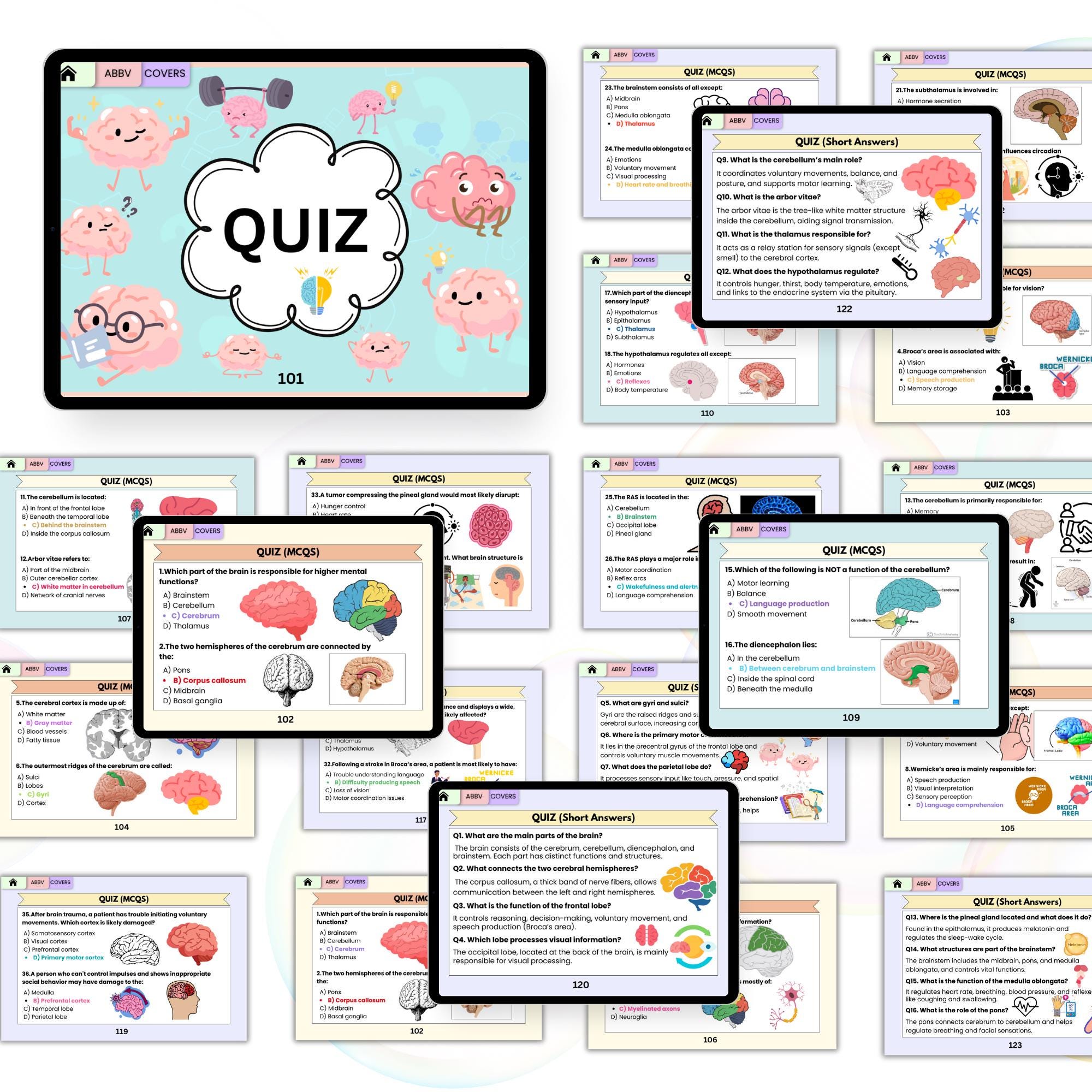 Brain Anatomy Flashcards | Digital Neuroscience Study Cards | Human ...