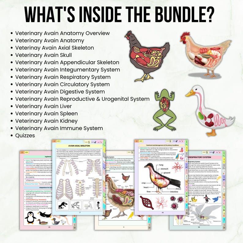 Veterinary Avian Anatomy Bundle, Bird Anatomy Study Notes & Diagrams ...