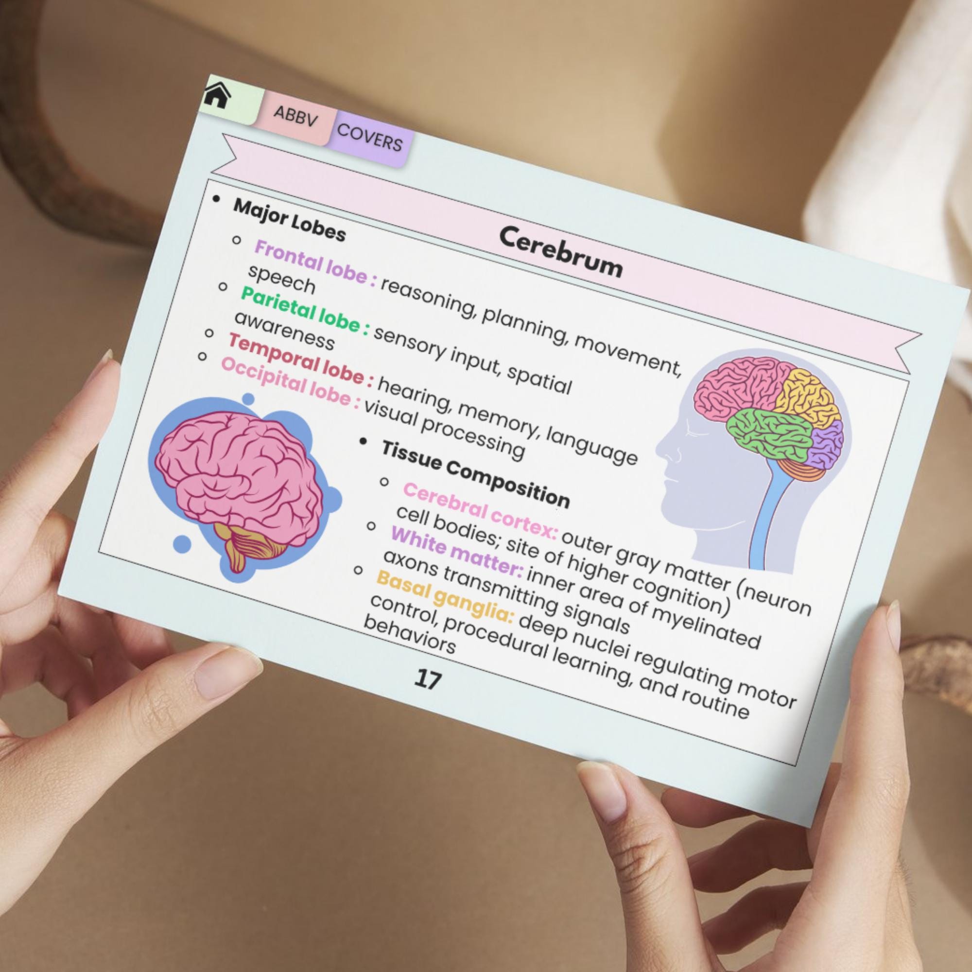 Brain Anatomy Flashcards | Digital Neuroscience Study Cards | Human ...