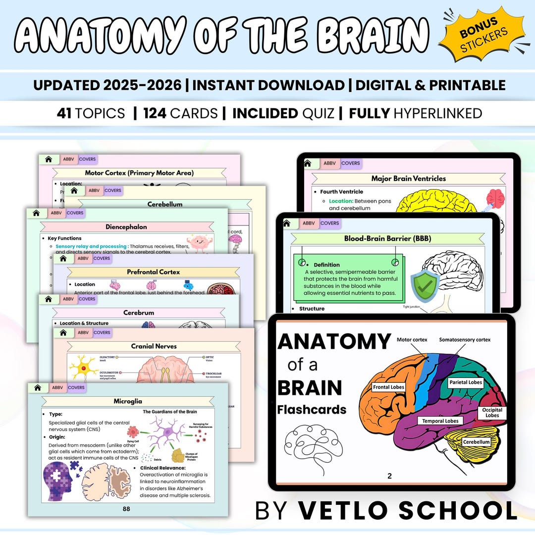 Brain Anatomy Flashcards | Digital Neuroscience Study Cards | Human ...