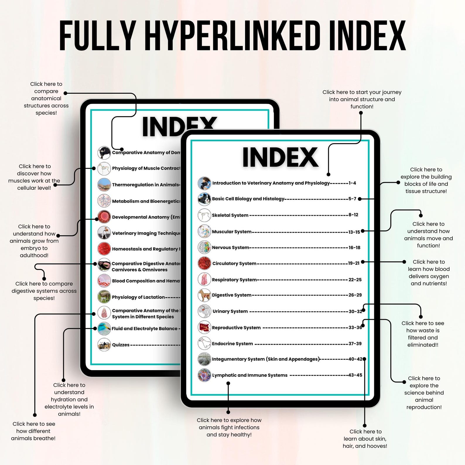 Veterinary Anatomy Notes, Veterinary Nurse, Anatomy Study Guide, Vet ...