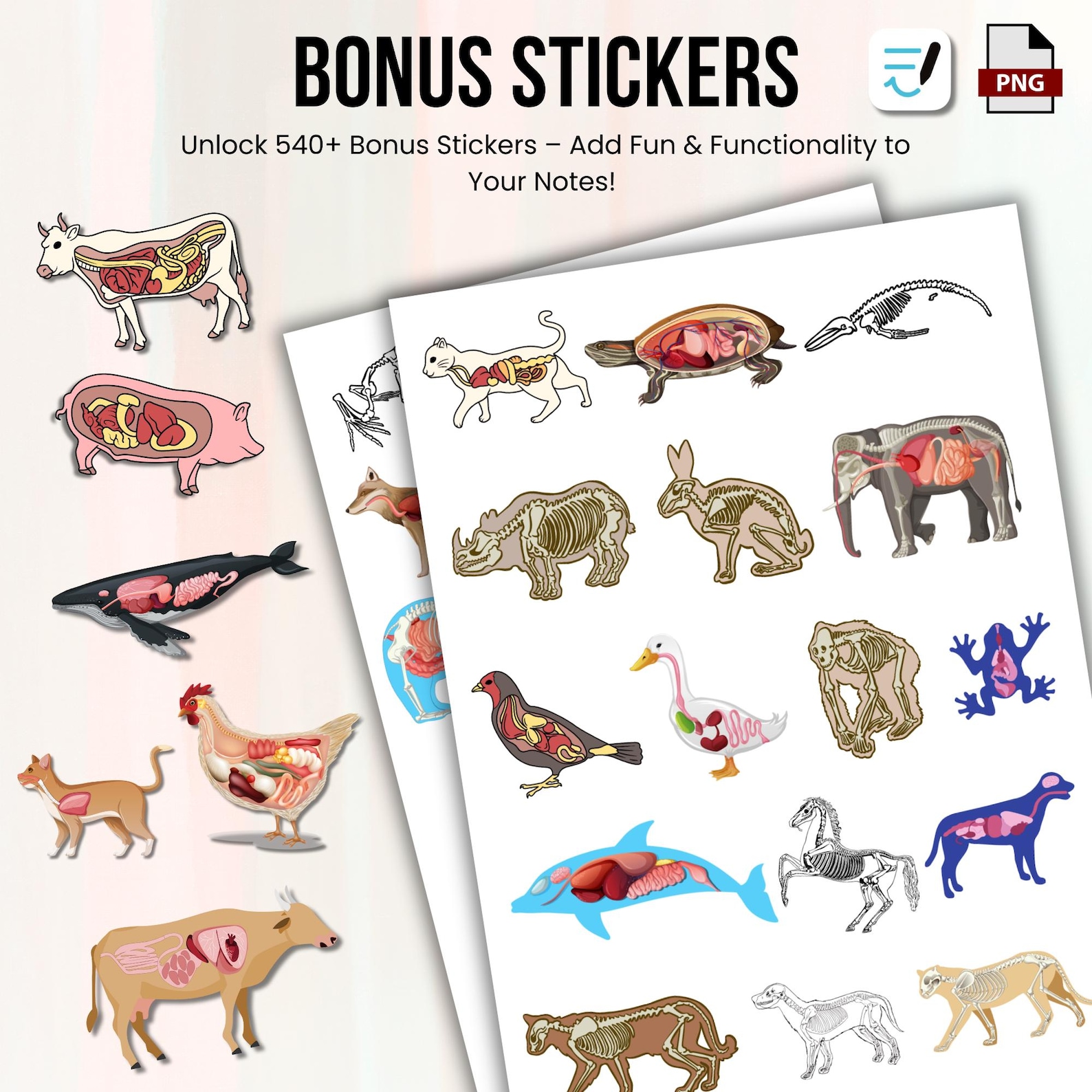 Veterinary Anatomy Notes | Digital Vet Medicine Study Guide | Animal ...