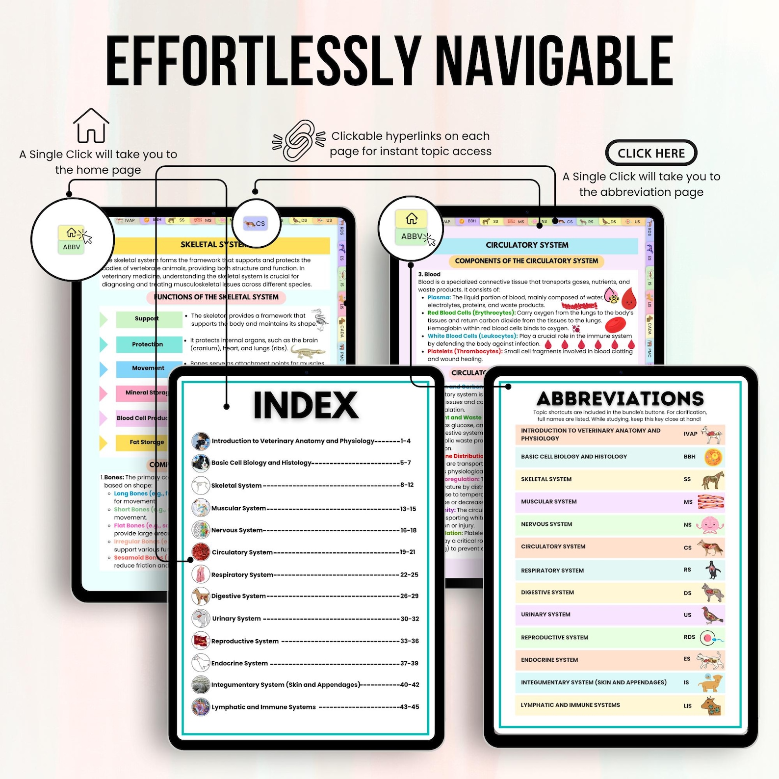 Veterinary Anatomy Notes, Veterinary Nurse, Anatomy Study Guide, Vet ...