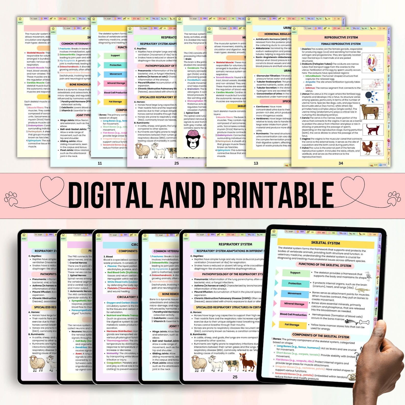 Veterinary Anatomy Notes, Veterinary Nurse, Anatomy Study Guide, Vet ...