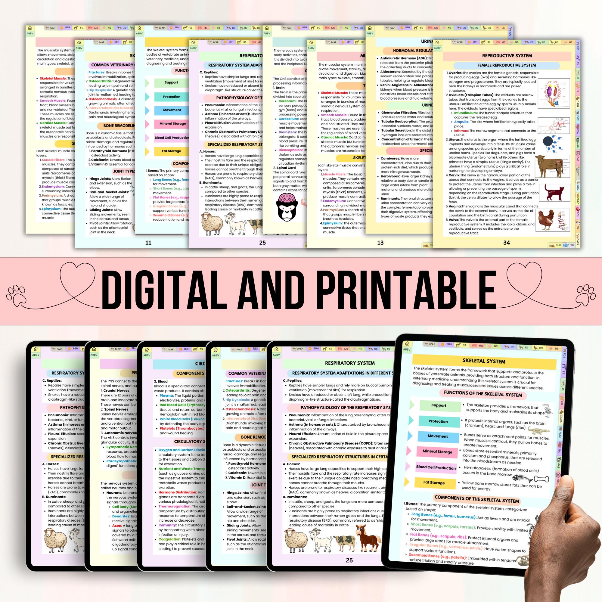 Veterinary Anatomy Notes, Veterinary Nurse, Anatomy Study Guide, Vet ...