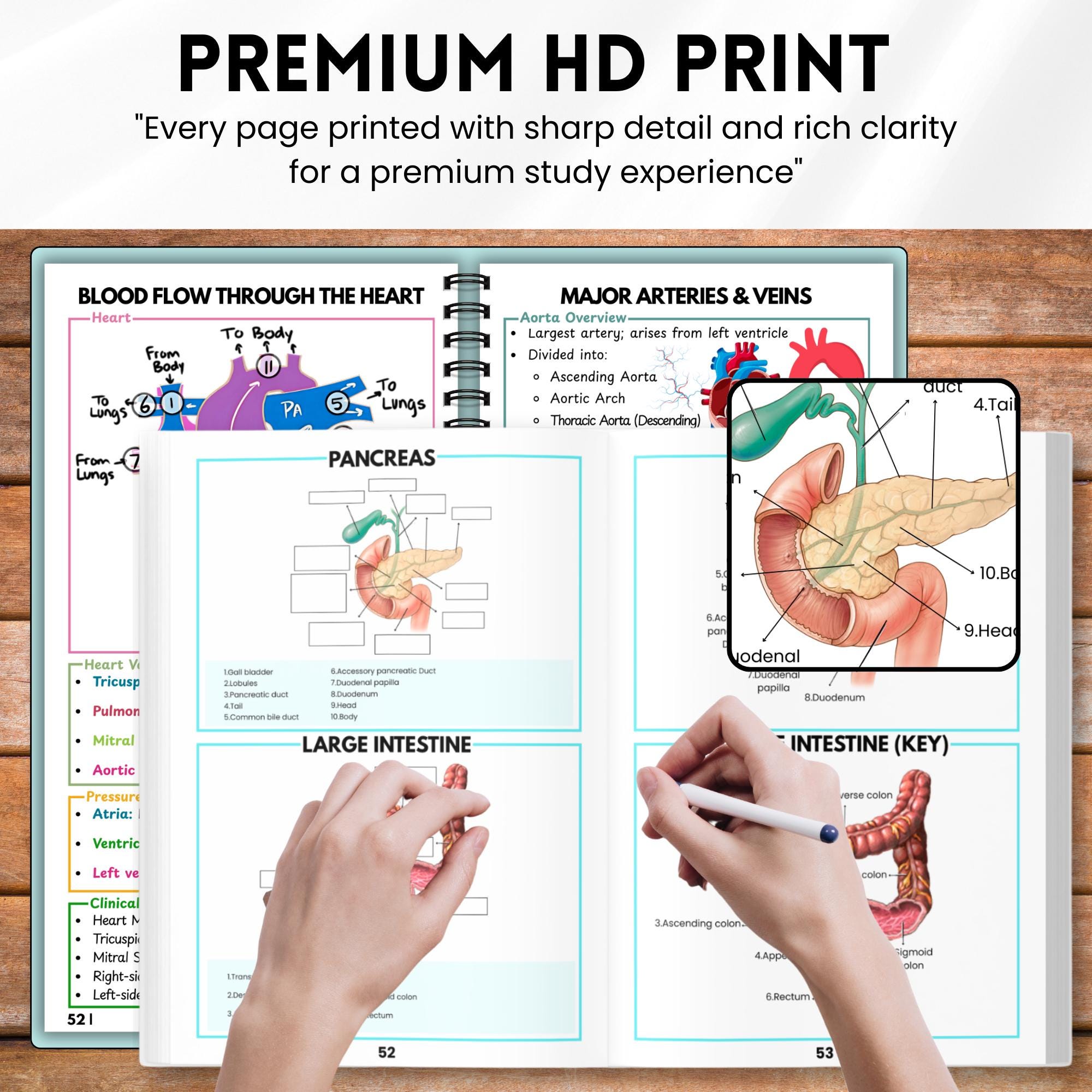 Anatomy and Physiology Master Bundle Book | Physical A&P Vol 1 2 Pocket ...