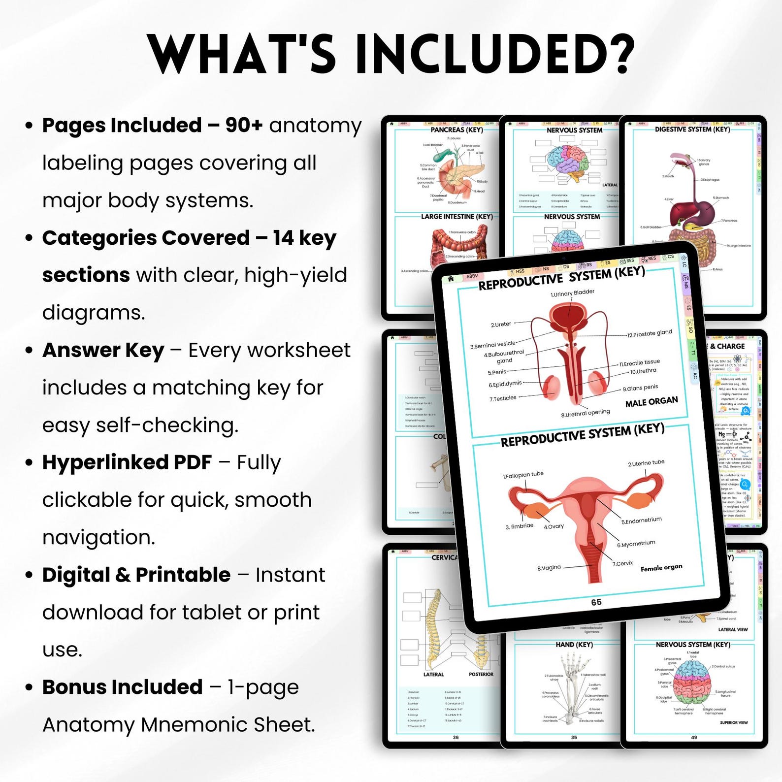 Human Anatomy Labeling Workbook | Anatomy Study Guide PDF | Nursing ...