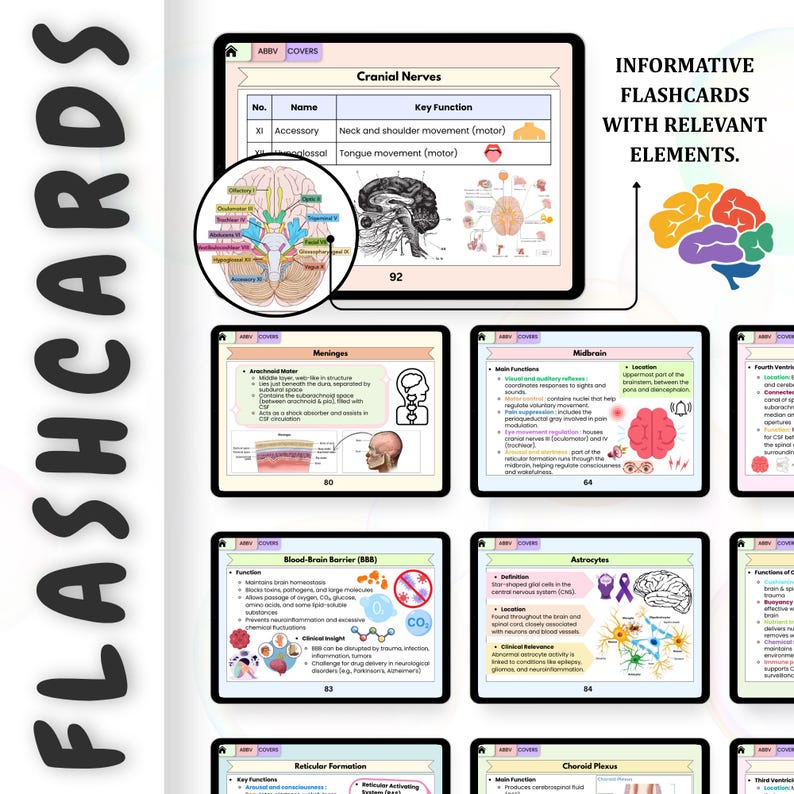 Brain Anatomy Flashcards | Digital Neuroscience Study Cards | Human ...