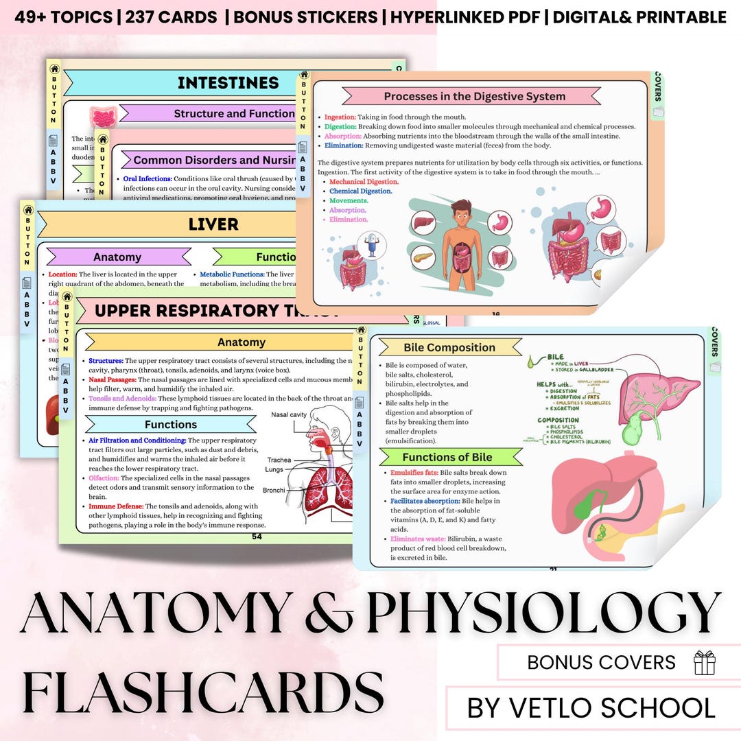 Anatomy & Physiology Flashcards, Human Body Systems Study Cards ...