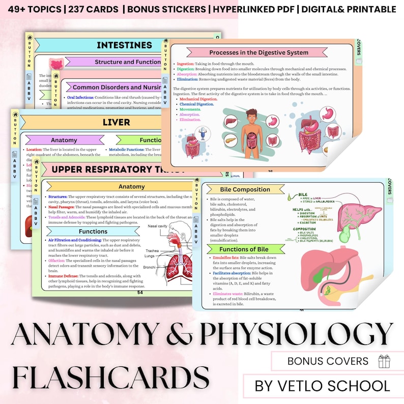 Anatomy & Physiology Flashcards, Human Body Systems Study Cards ...