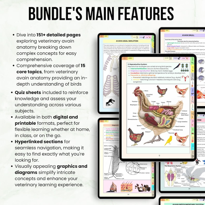 Veterinary Avian Anatomy Bundle, Bird Anatomy Study Notes & Diagrams ...