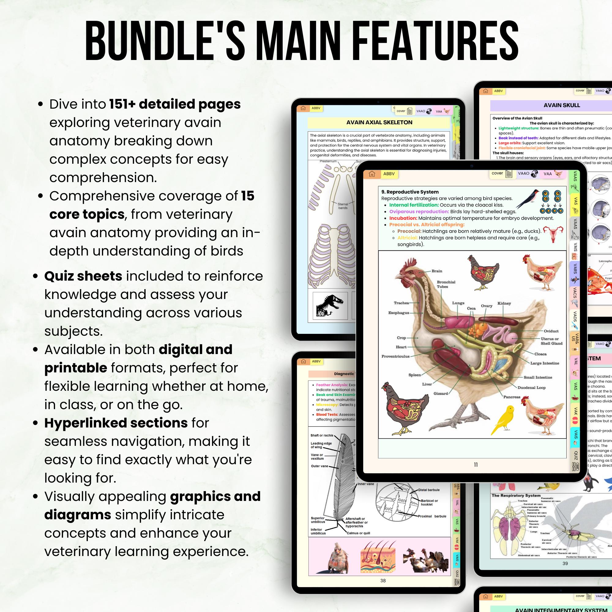 Veterinary Avian Anatomy Bundle, Bird Anatomy Study Notes & Diagrams ...