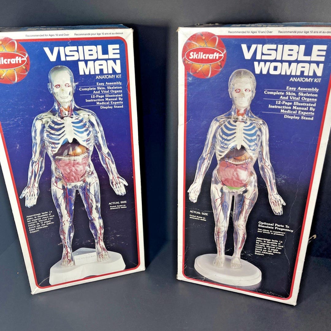 Vintage 1994 Visible Man & Woman Anatomy Kits, Skilcraft - Etsy Canada
