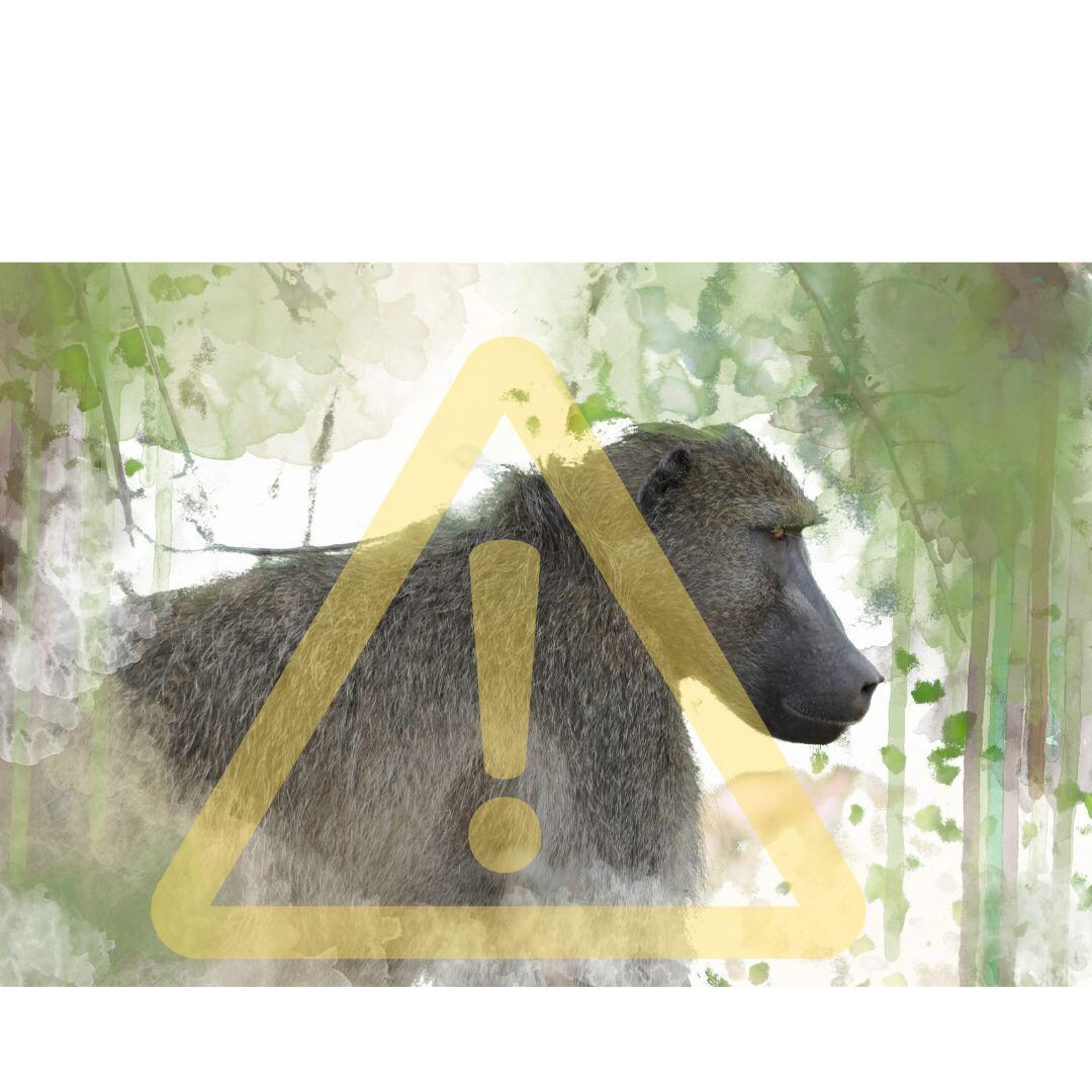 Baboondeychop Digitally Enhanced Abstract Photo of Baboon Captured in ...