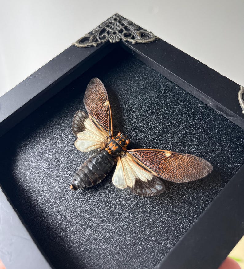 Real Cicada Black Vintage Box Frame, Oddities Display for Gothic ...