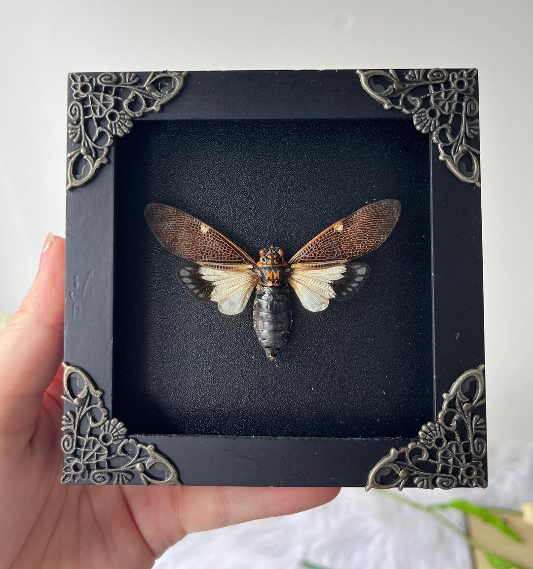 Real Cicada Black Vintage Box Frame, Oddities Display for Gothic ...