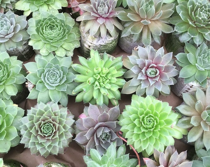 Cold Hardy Hens and Chicks, Sempervivum, Drought Tolerant Alpine Plants ...