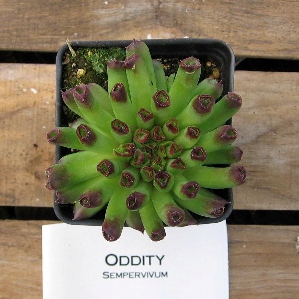 Cold Hardy Live Succulent Plants Etsy