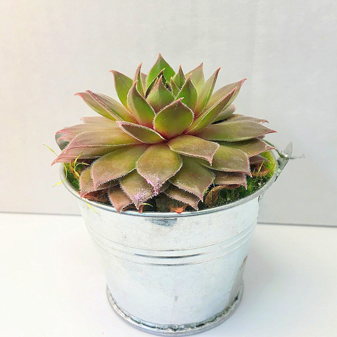 Apology Live Succulent Candle Gift Box, I'm Sorry I Succ Gift , I'm ...