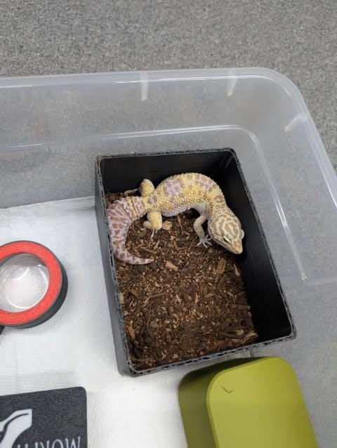 Gecko Hatch/lay Box - Large - Etsy