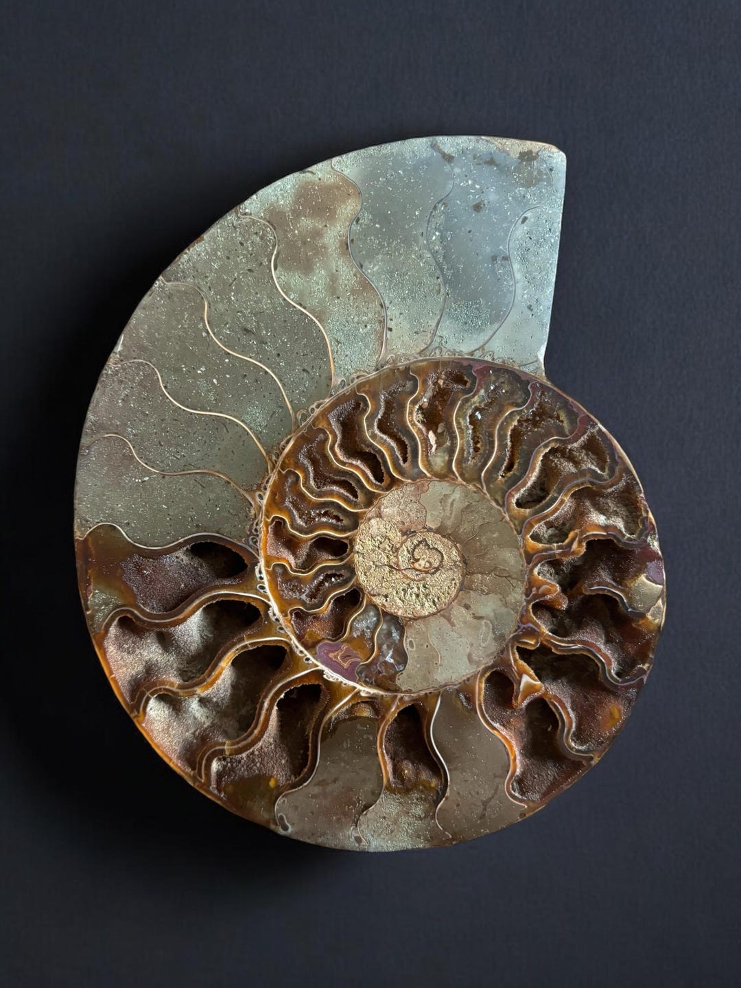 Huge Ammonite Face Polished Specimen With Ammolite - Etsy