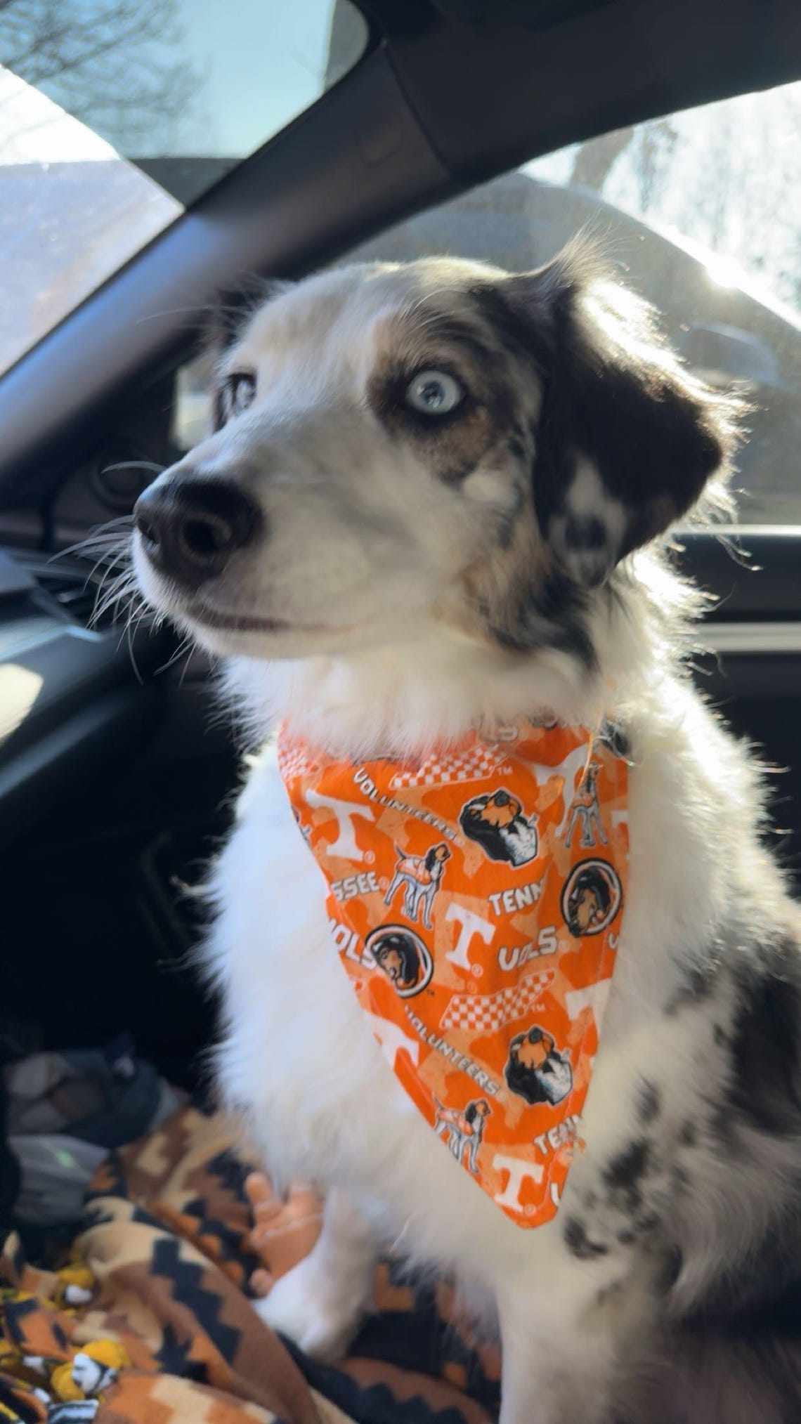 Pink Cow Print Dog Bandana | Clothing for Animals | Pet Collar Bandana ...
