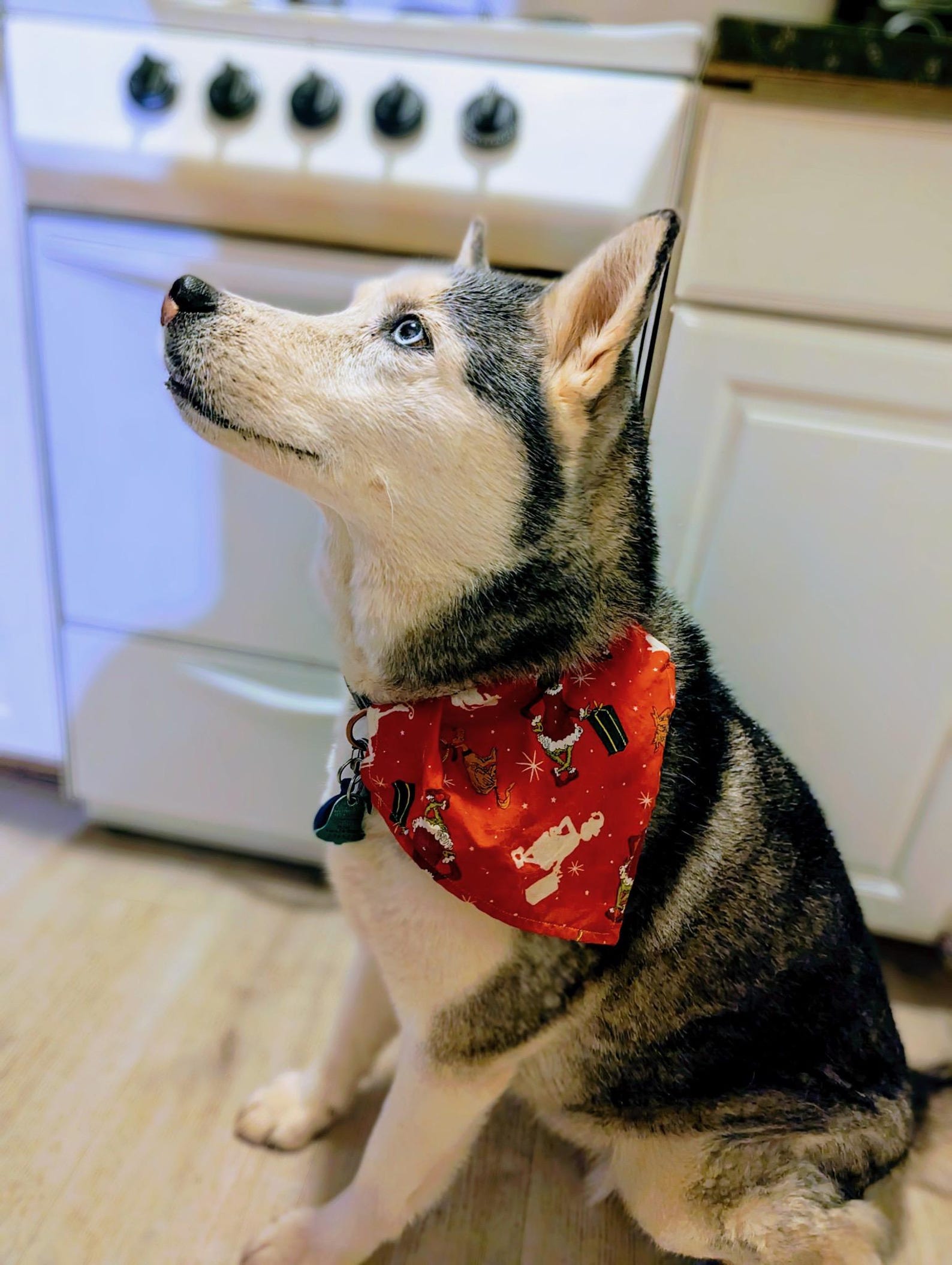 Pink Cow Print Dog Bandana | Clothing for Animals | Pet Collar Bandana ...