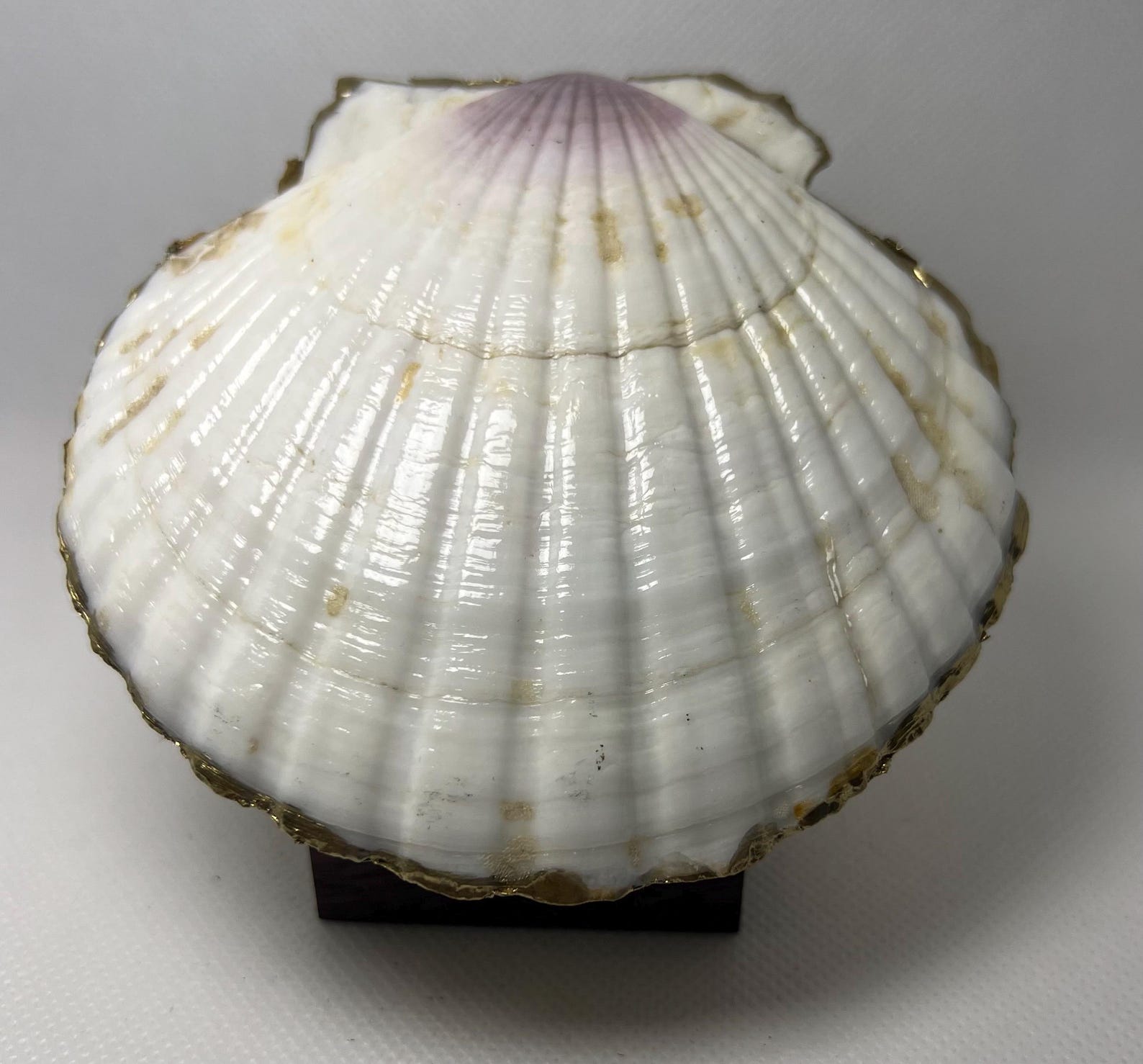 Lavender Decoupage Scallop Shell 2 - Etsy