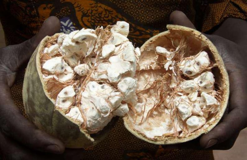 Whole Baobab Fruit 1kg 35,3oz - Etsy
