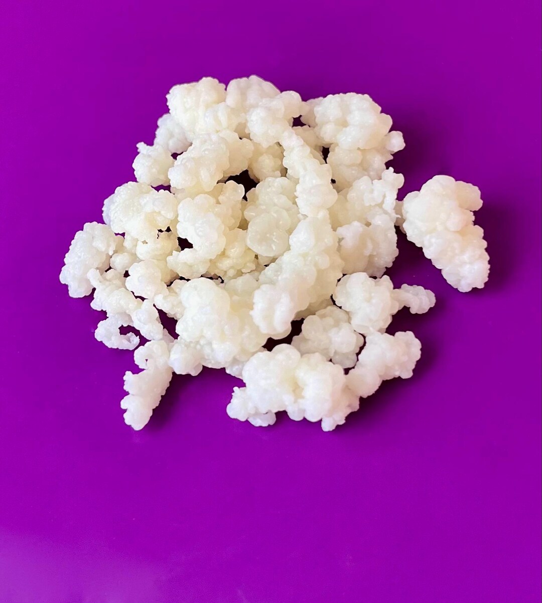 Live Milk Kefir Grains - Etsy