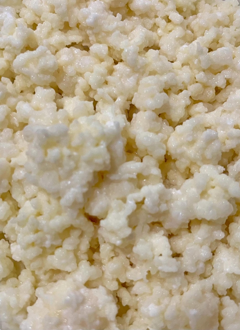 Live Milk Kefir Grains - Etsy