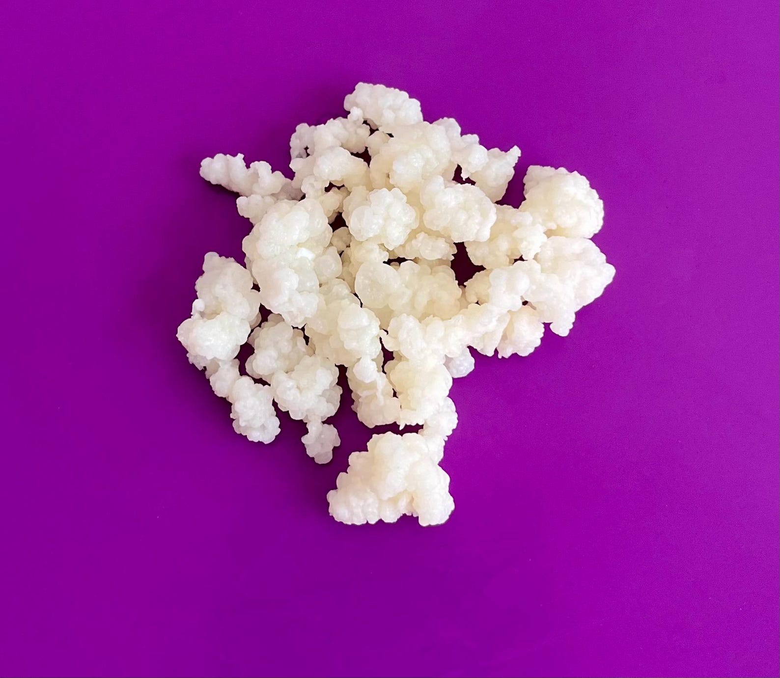 Live Milk Kefir Grains - Etsy
