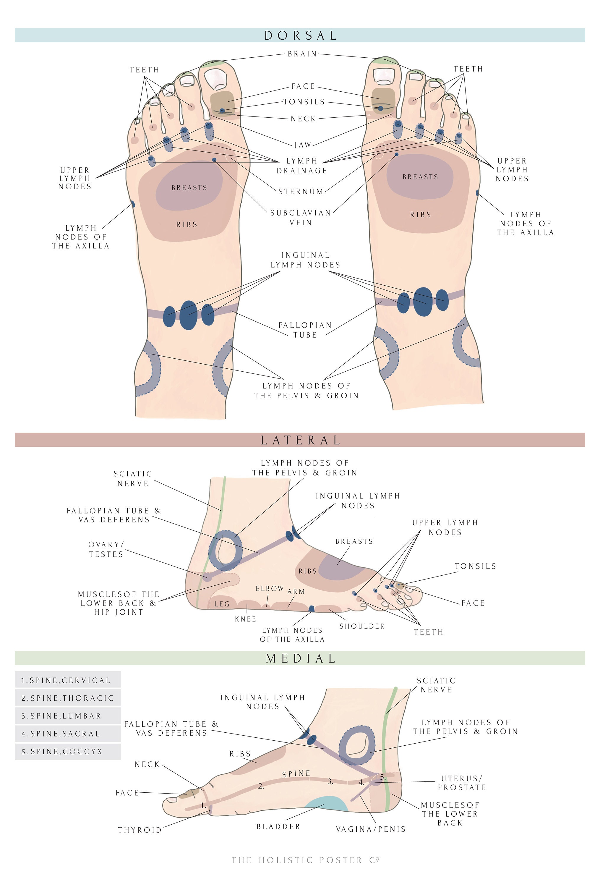 Reflexology Foot Map/foot Chart Print in Sizes A3/A4 VERSION | Etsy