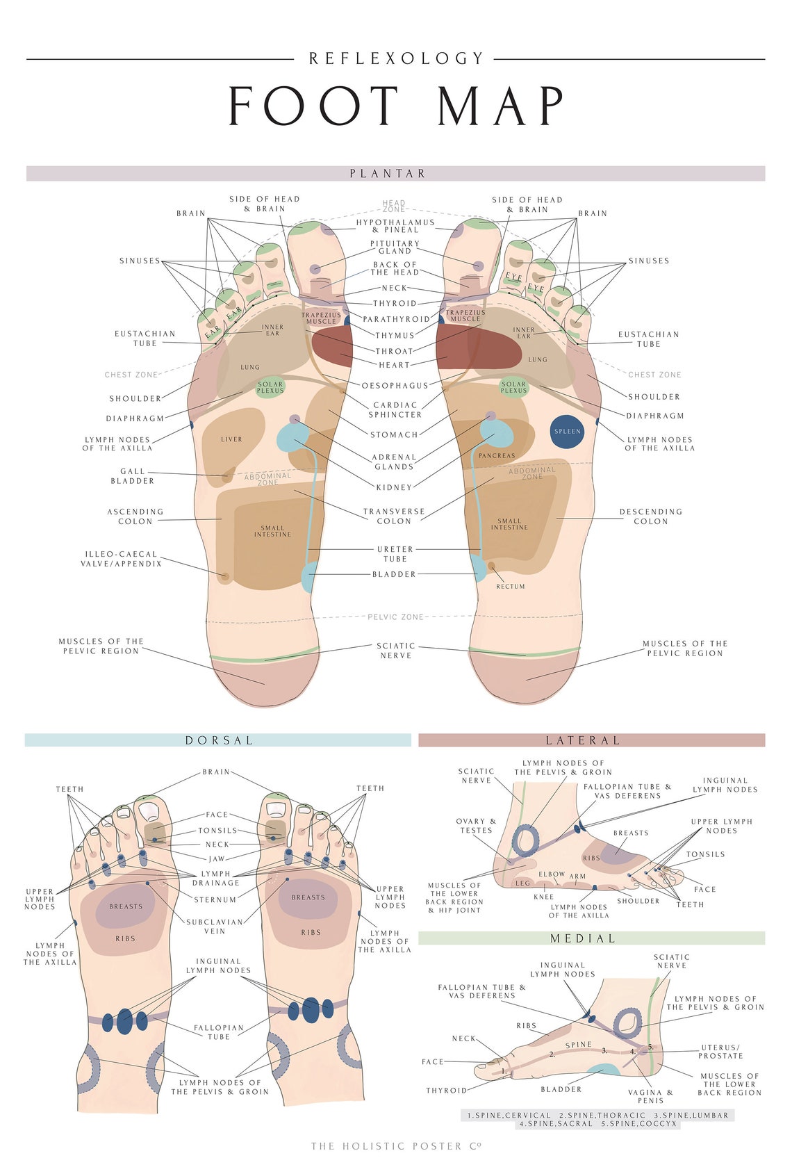 Reflexology Foot Map/Chart Print VERSION 2 250gsm in sizes | Etsy