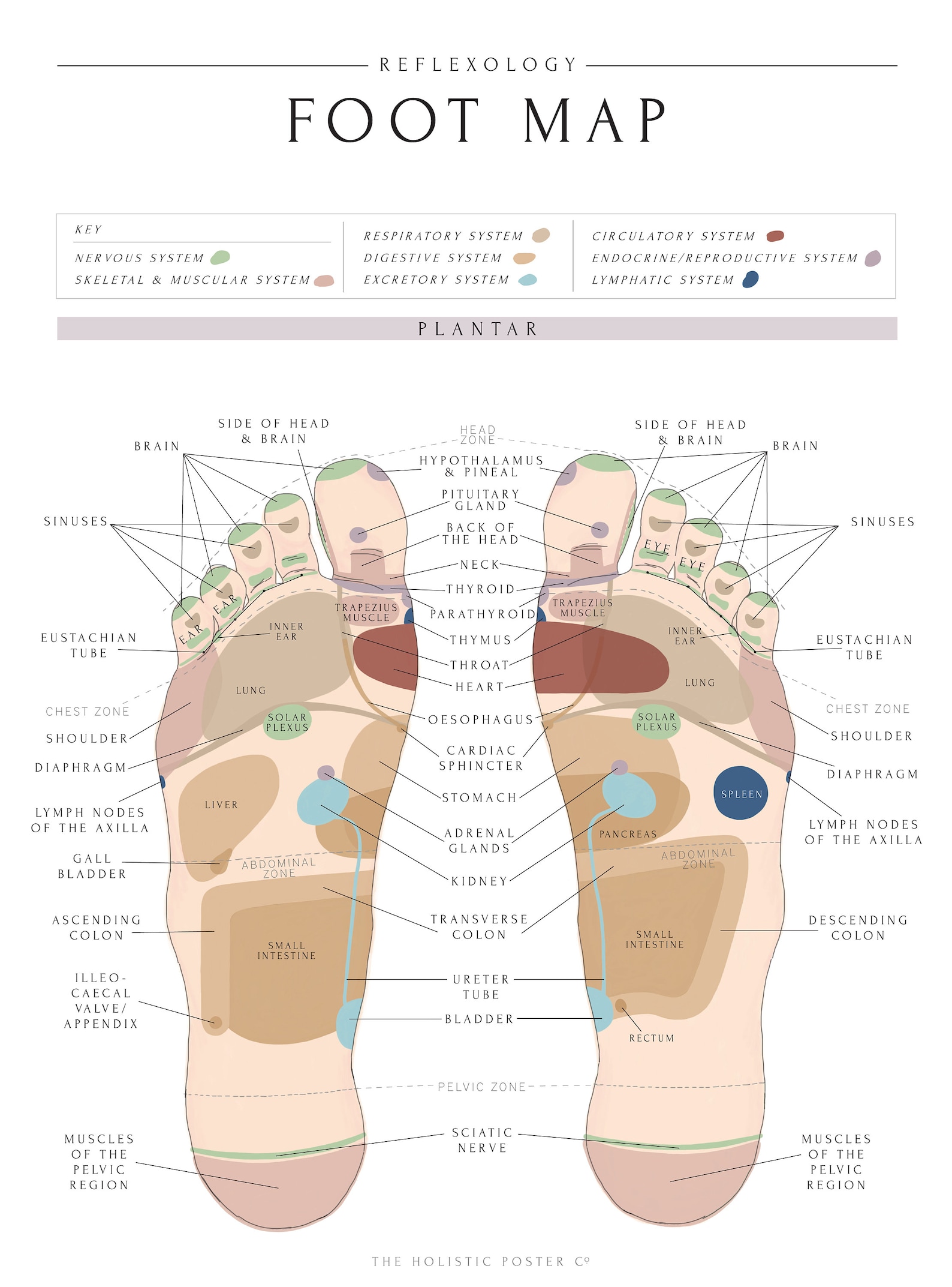 Reflexology Foot Map/foot Chart Print in Sizes A3/A4 VERSION | Etsy