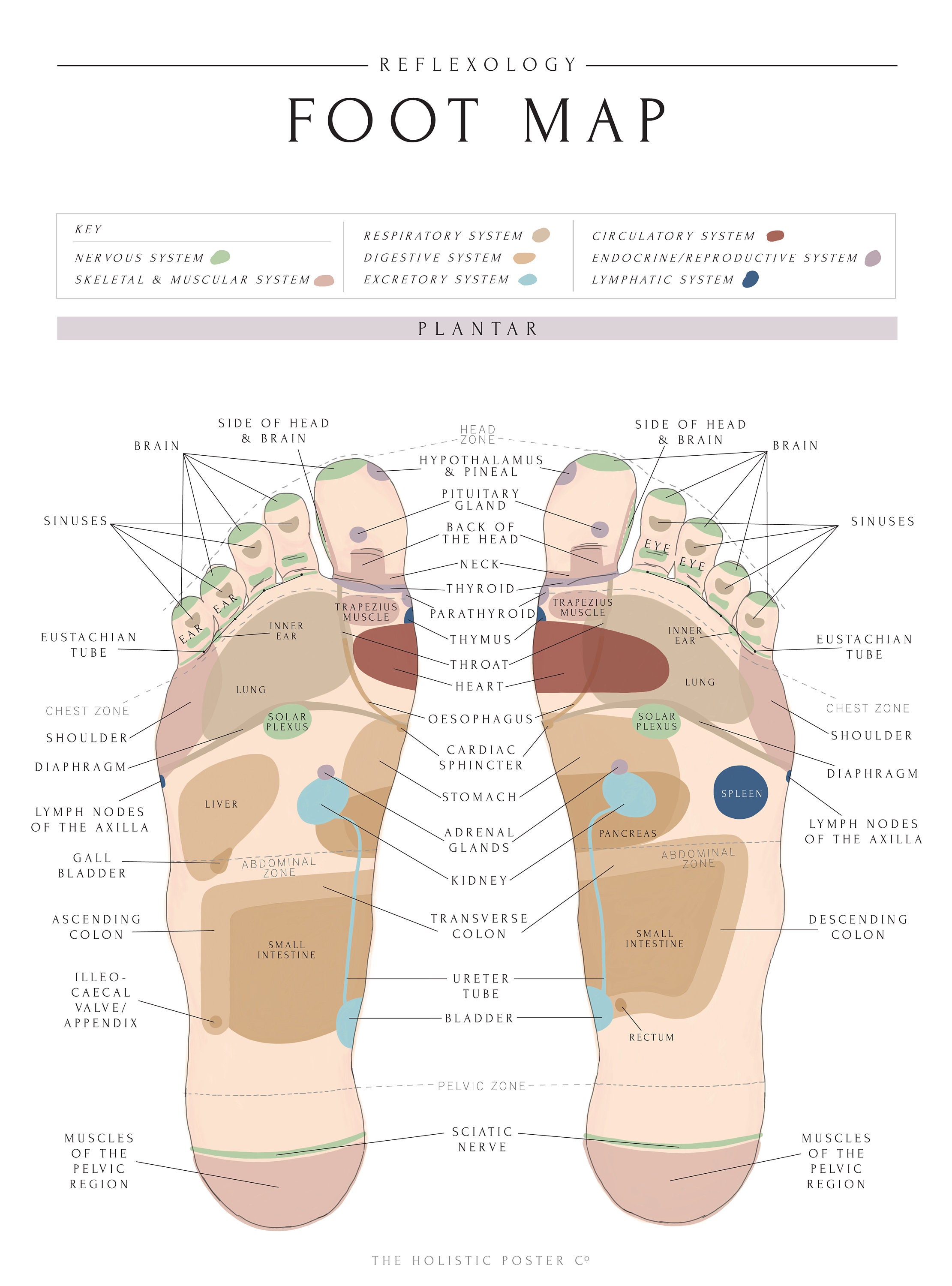 Reflexology Foot Map/foot Chart Print in Sizes A3/A4 VERSION | Etsy