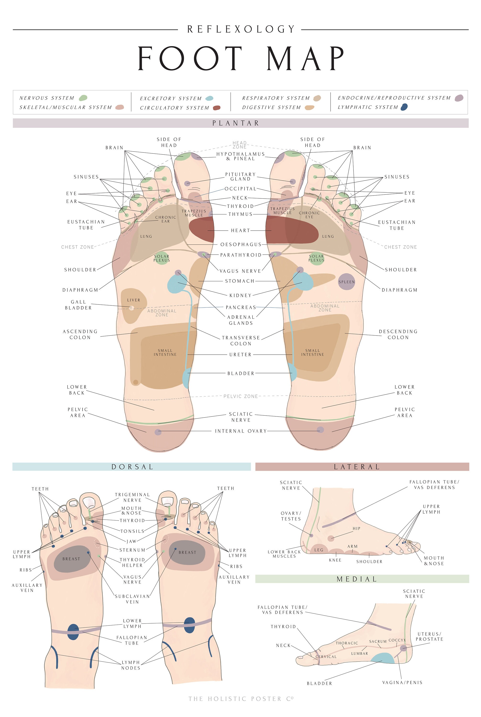 Reflexology Foot Map/chart Print VERSION 1 in Sizes A3/A4 - Etsy